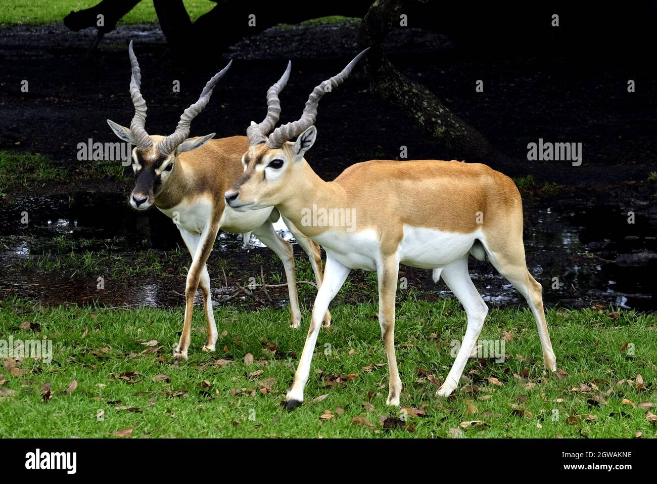 Indian blackbuck hi-res stock photography and images - Alamy