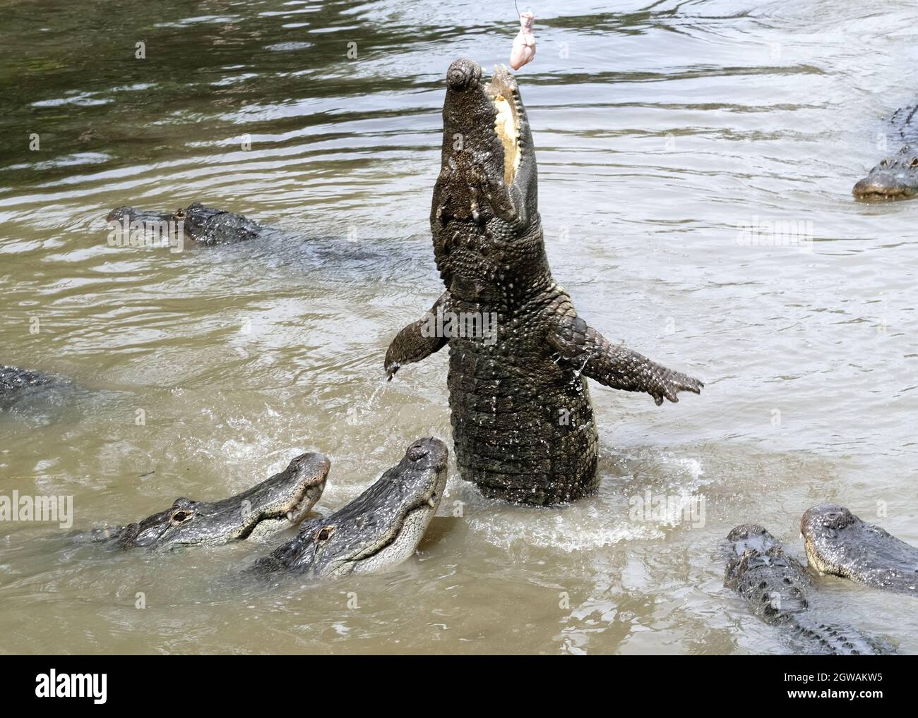 Feeding reptiles hi-res stock photography and images - Alamy
