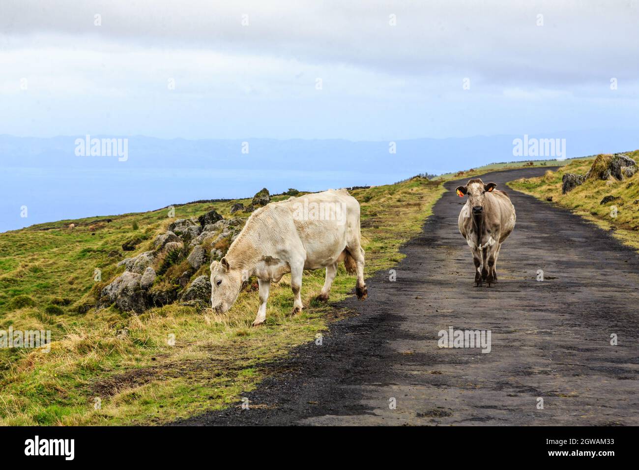 Cattle grazing pico island hi-res stock photography and images - Alamy