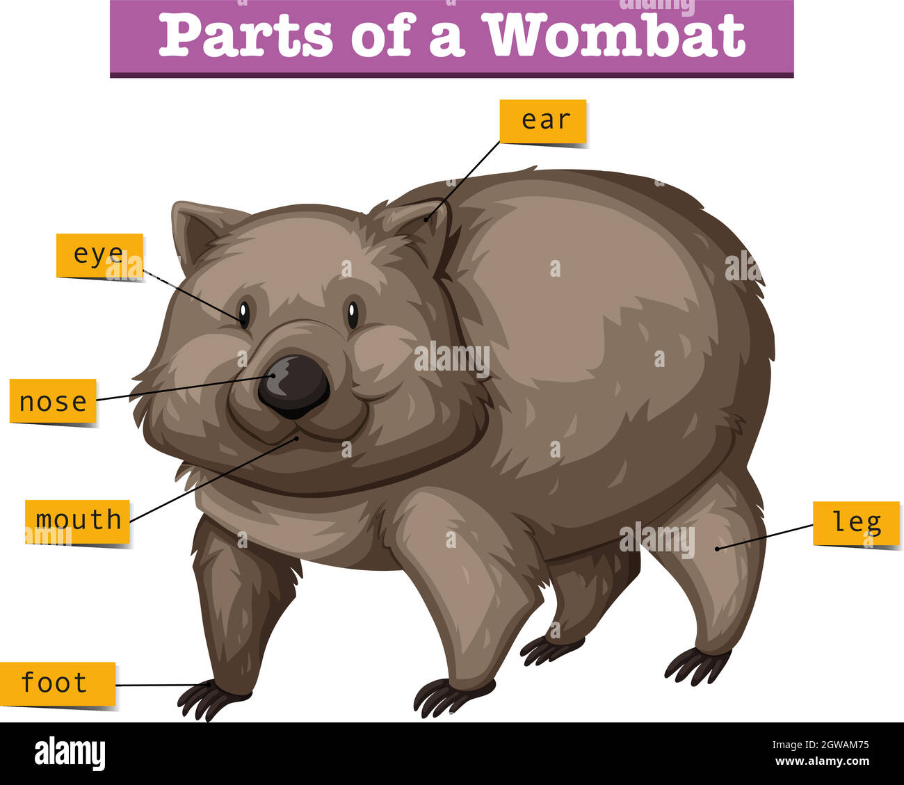 Diagram showing parts of wombat Stock Vector Image & Art - Alamy