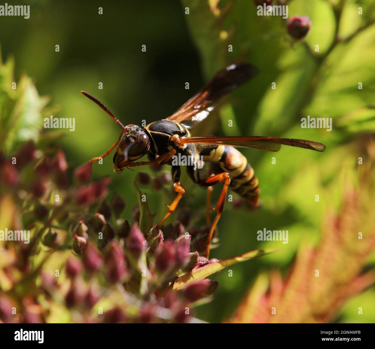 Hornet behavior hi-res stock photography and images - Alamy