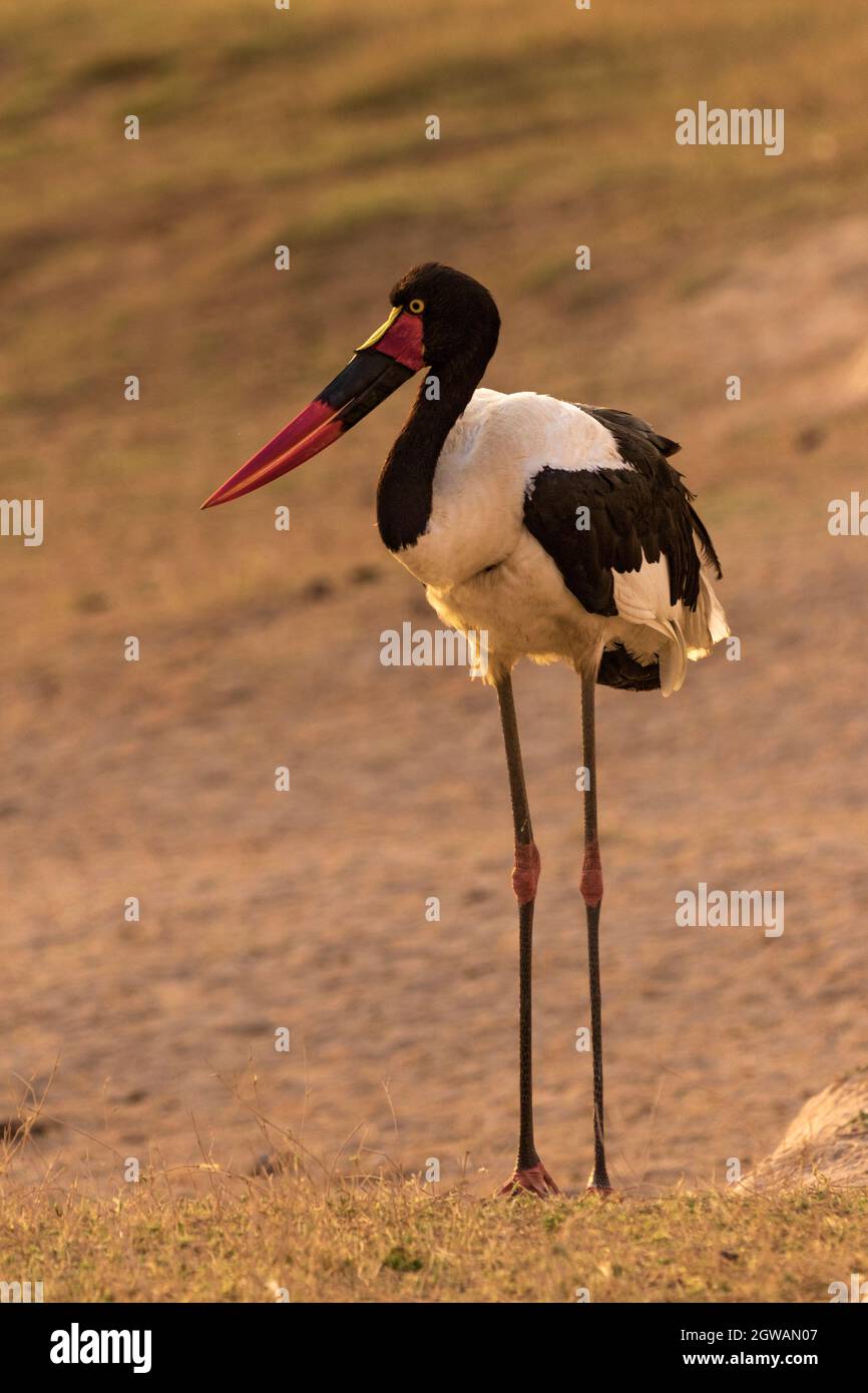 Stork amboseli hi-res stock photography and images - Alamy