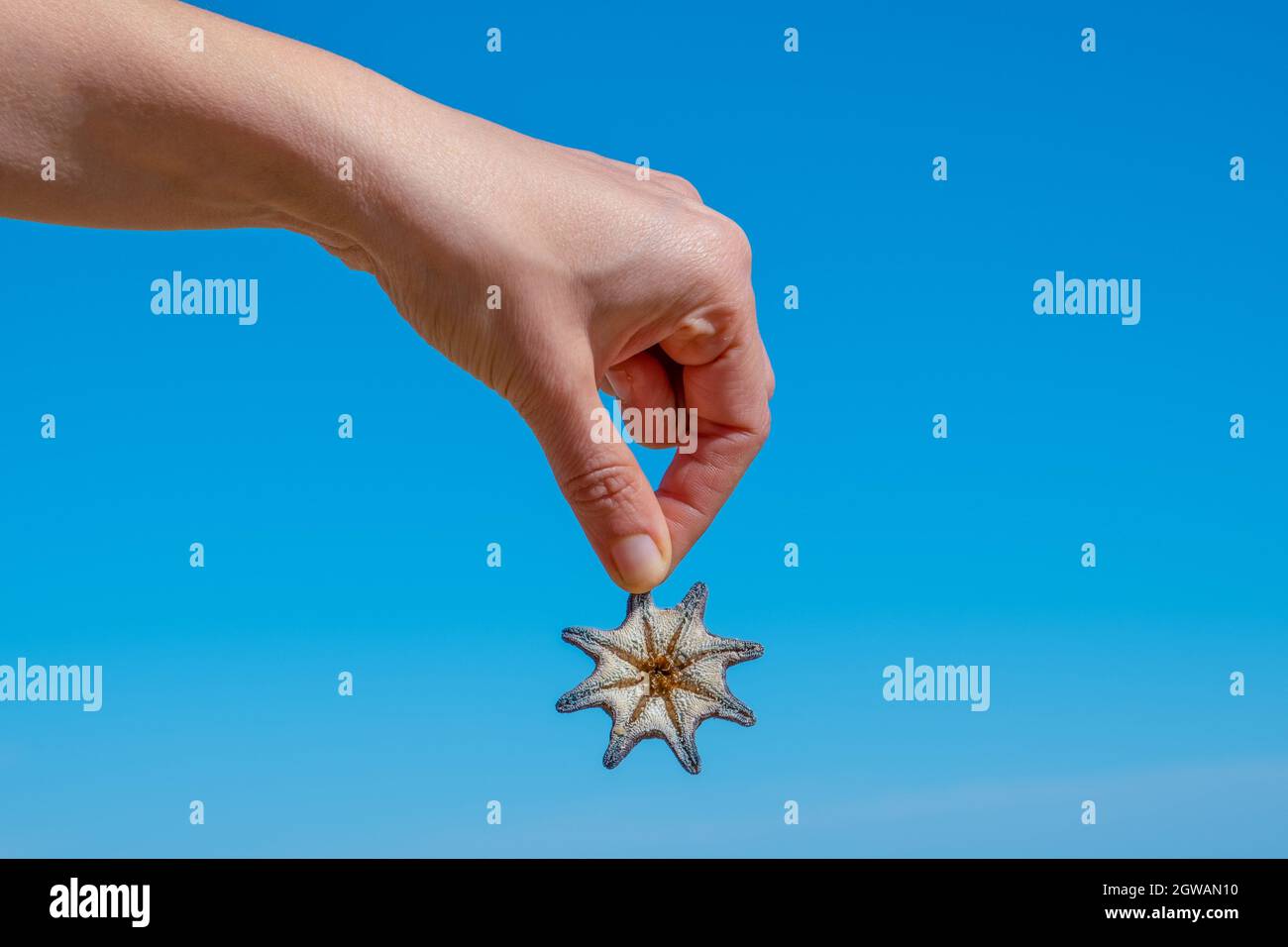 Eight legged marine animal hi-res stock photography and images - Alamy