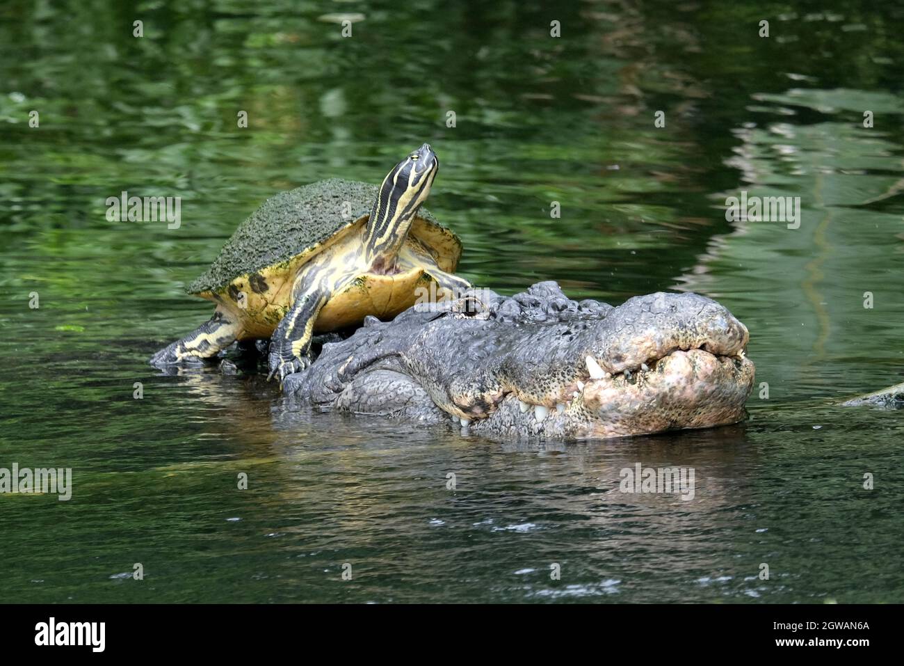 THE REALLY ODD COUPLE...CROCODILE AND TURTLE (YELLOW-BELLIED SLIDER ...