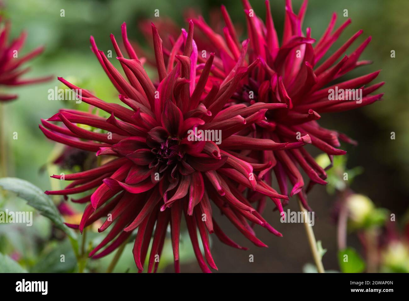 Close up of burgundy red Cactus Dahlias with radiating tubular petals ...
