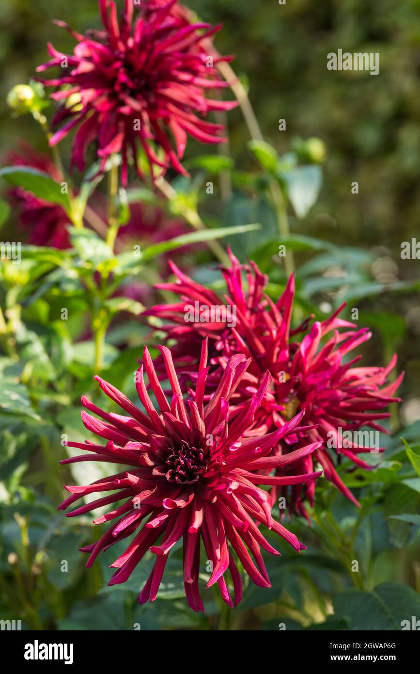 Tubular petals hi-res stock photography and images - Alamy