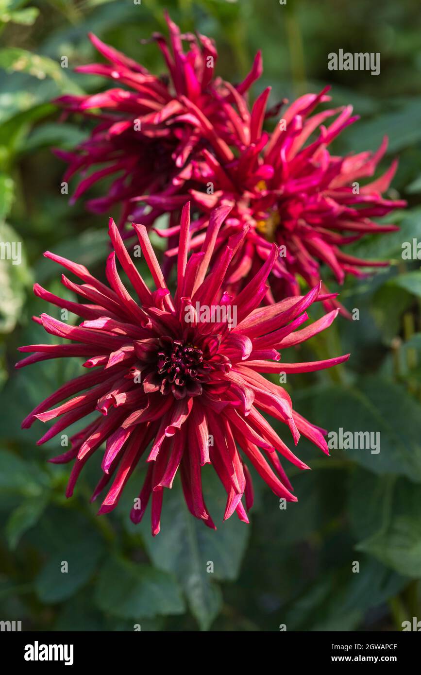 Close up of burgundy red Cactus Dahlias with radiating tubular petals ...