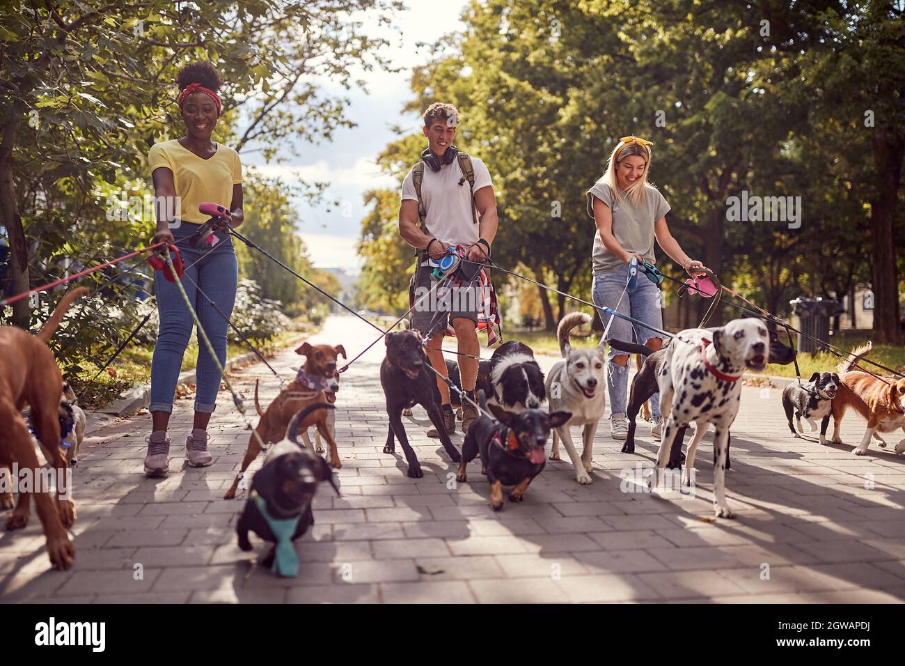 Man walking three dogs on hi-res stock photography and images - Alamy