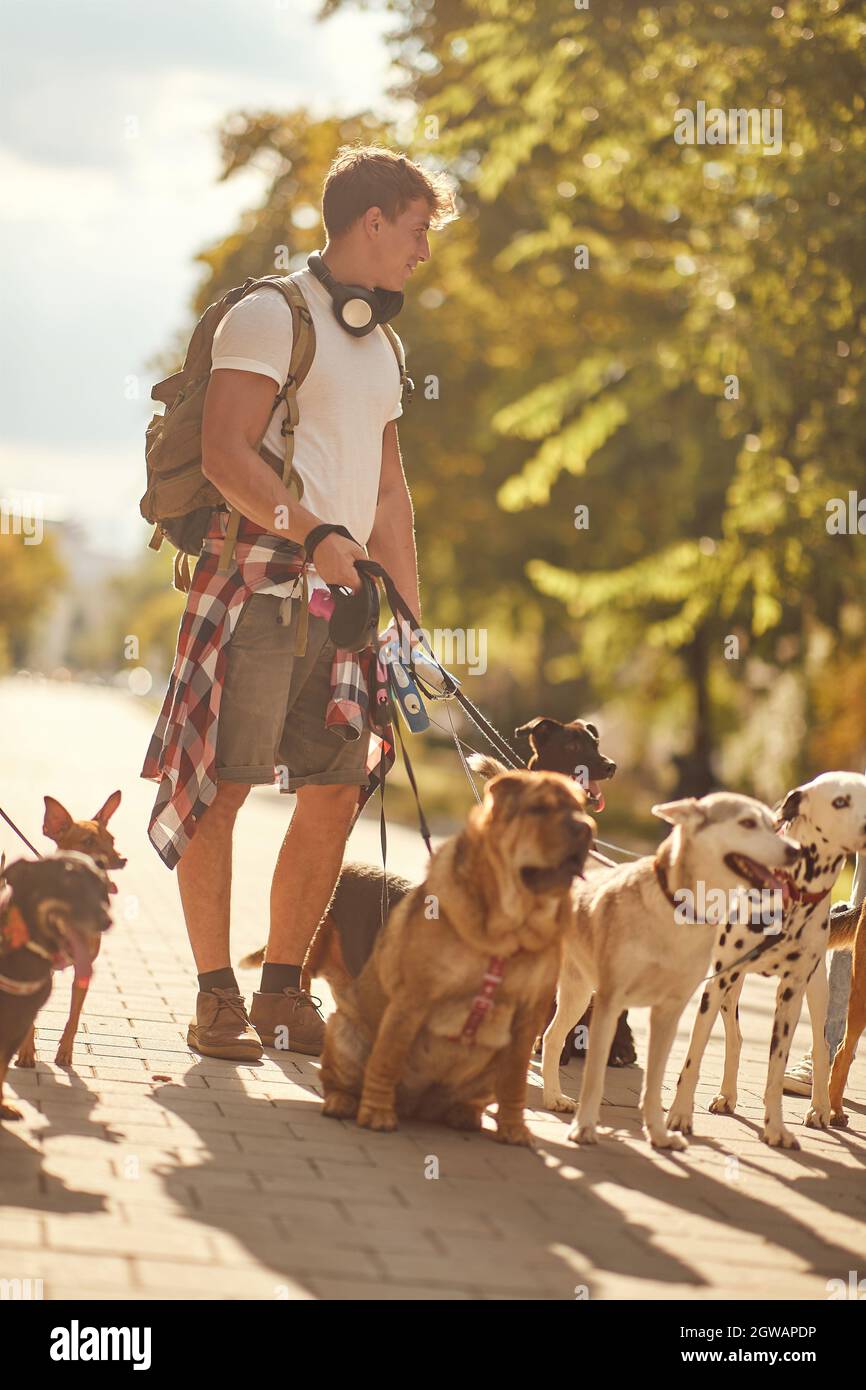 professional smiling man walking a group of dogs and enjoying outdoors ...