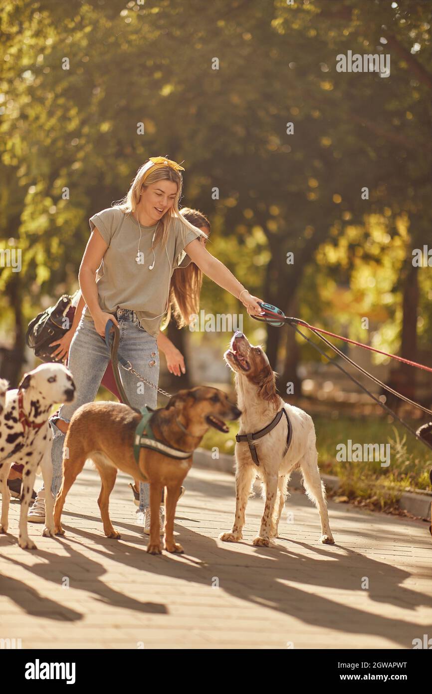 Dogs on walk with happy professional dog walker Stock Photo - Alamy
