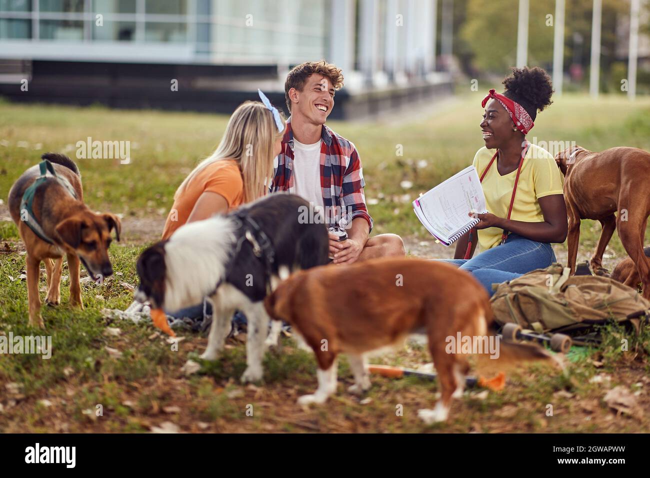 Group of dogs outside hi-res stock photography and images - Alamy