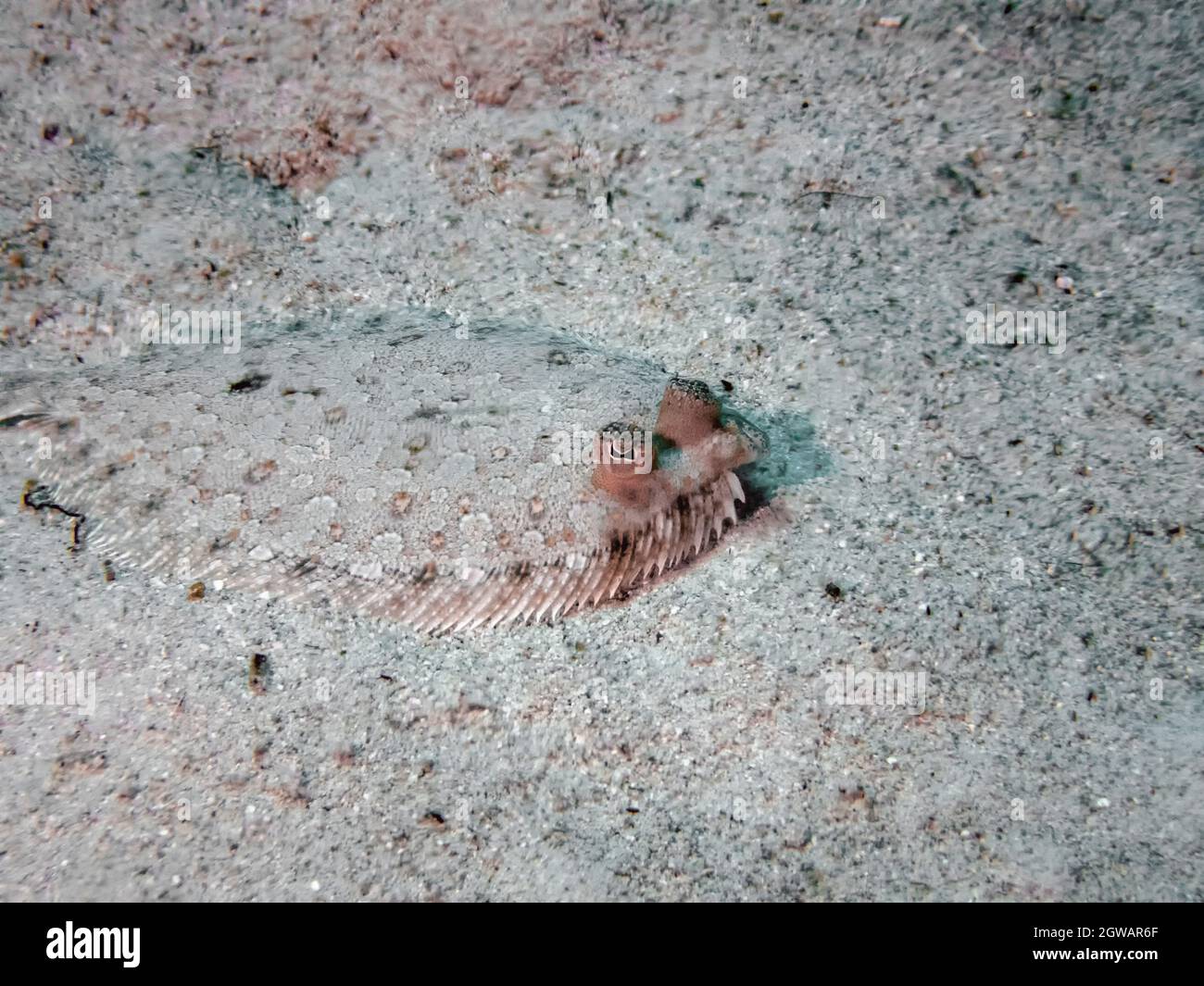Wide eyed flounder fish hi-res stock photography and images - Alamy