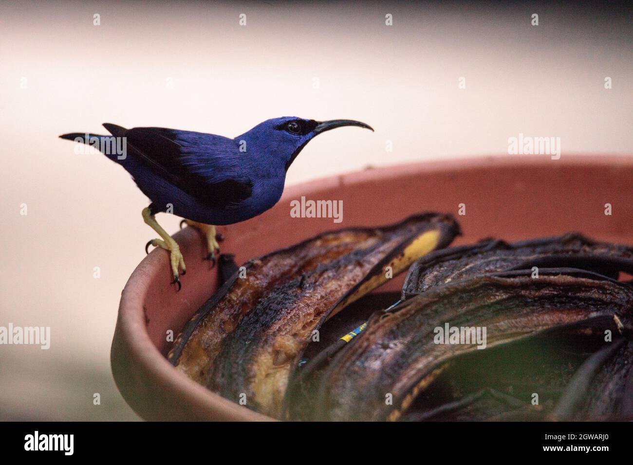 Yellow legged animals hi-res stock photography and images - Alamy
