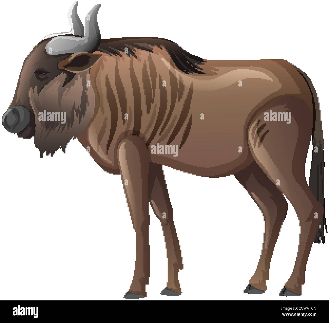 Wild african buffalo standing on white background Stock Vector Image ...
