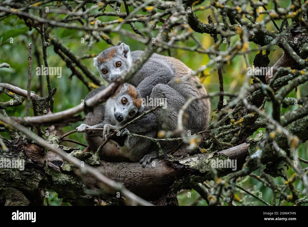 Two crowned lemurs cuddling together on tree branches in natural ...