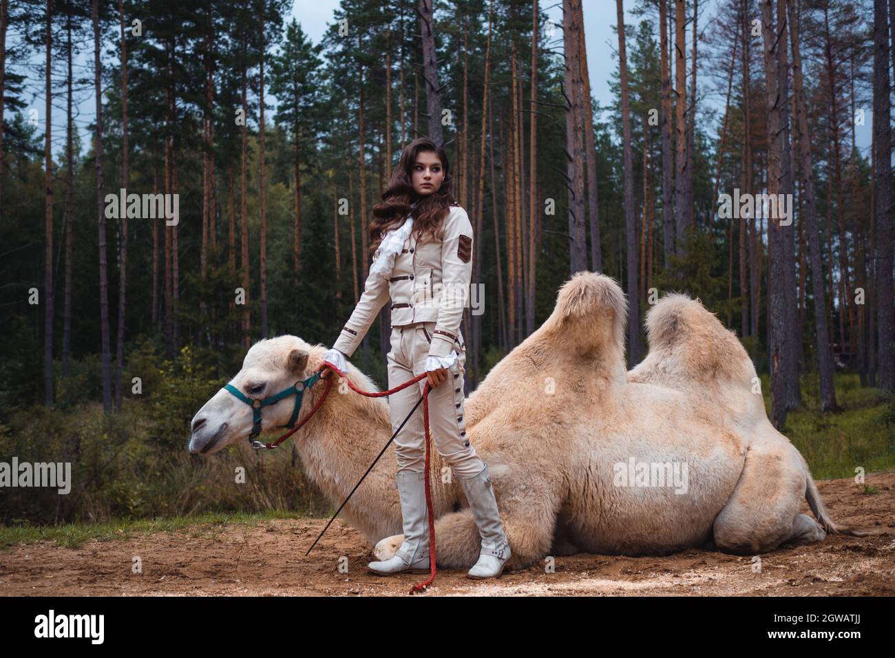 Young beautiful brunette in a rider costume next to a big white camel ...