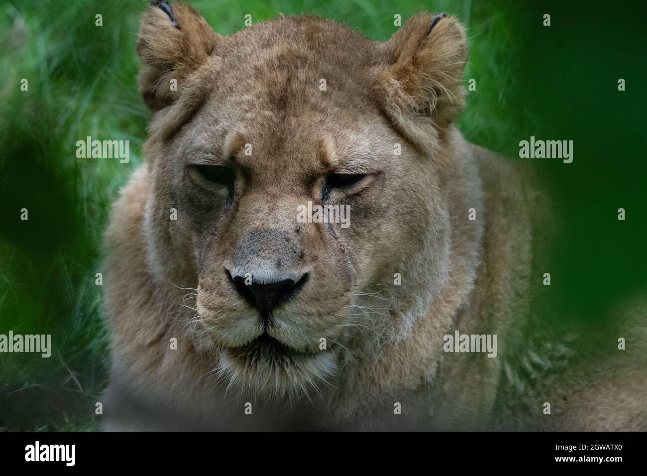 Elderly lion hi-res stock photography and images - Alamy