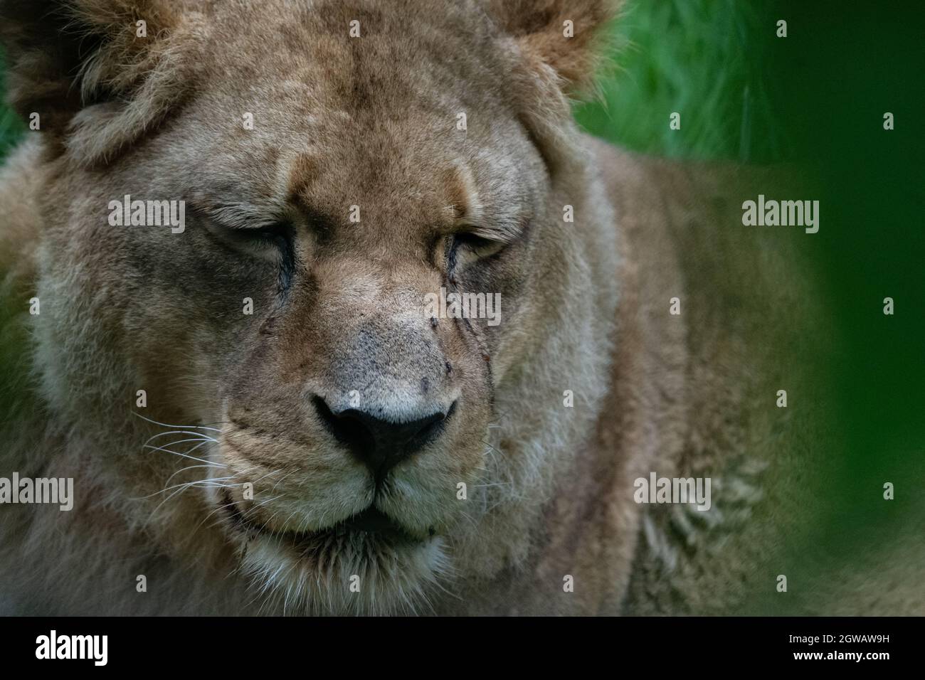 Elderly frail hi-res stock photography and images - Alamy