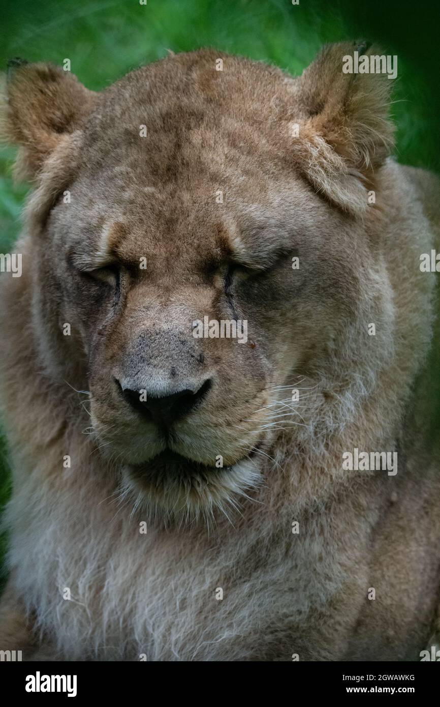 Elderly lion hi-res stock photography and images - Alamy
