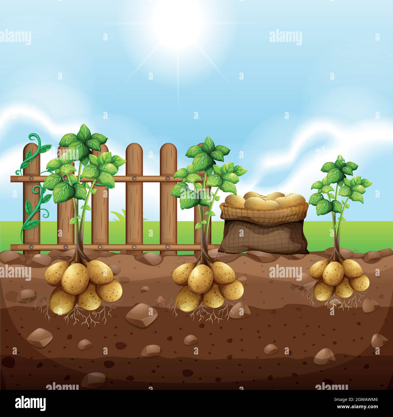 Potato vine Stock Vector Images - Alamy