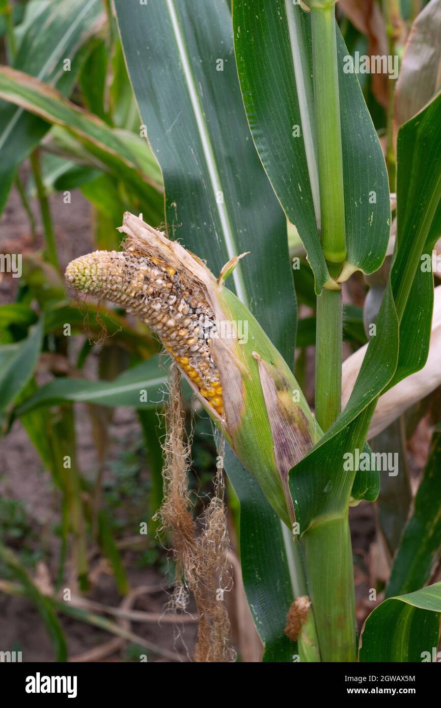 A closeup of immature, diseased, and moldy corn cob on the field Stock ...
