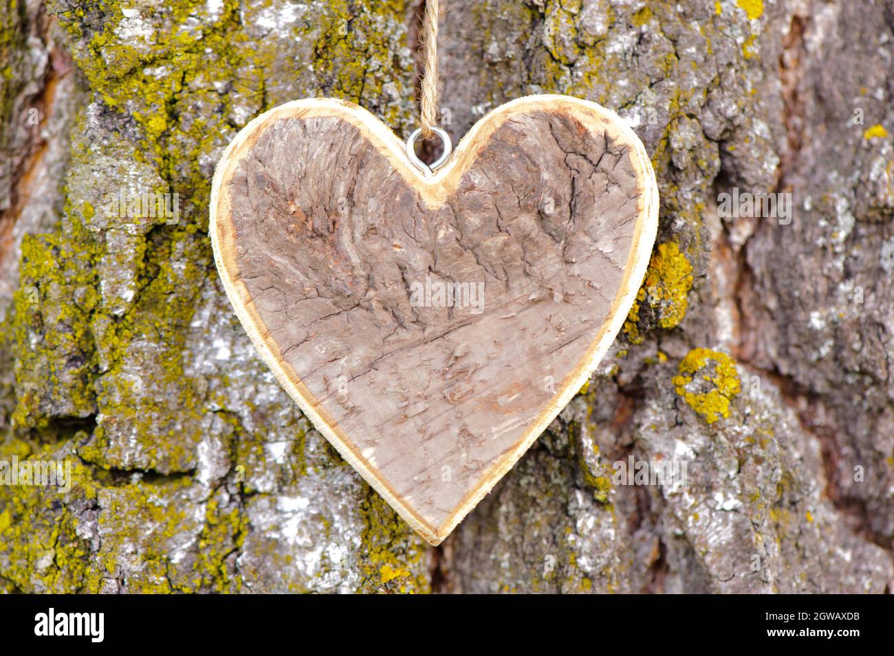 Symbol of heart carved on the tree hi-res stock photography and images ...