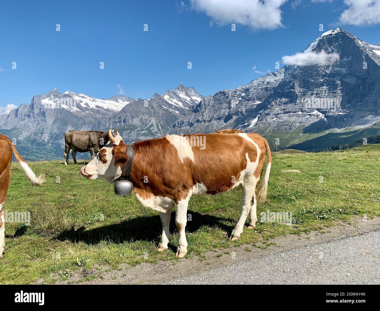 Brown swiss herd hi-res stock photography and images - Alamy