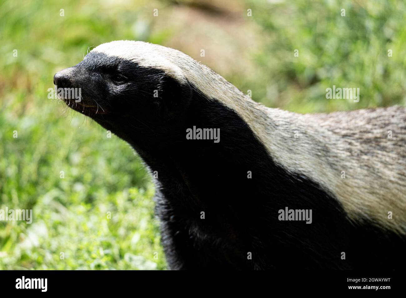 Honey badger (Mellivora capensis Stock Photo - Alamy