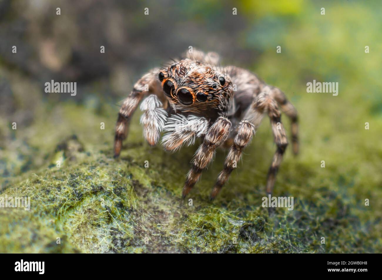 Hairy body surface hi-res stock photography and images - Alamy
