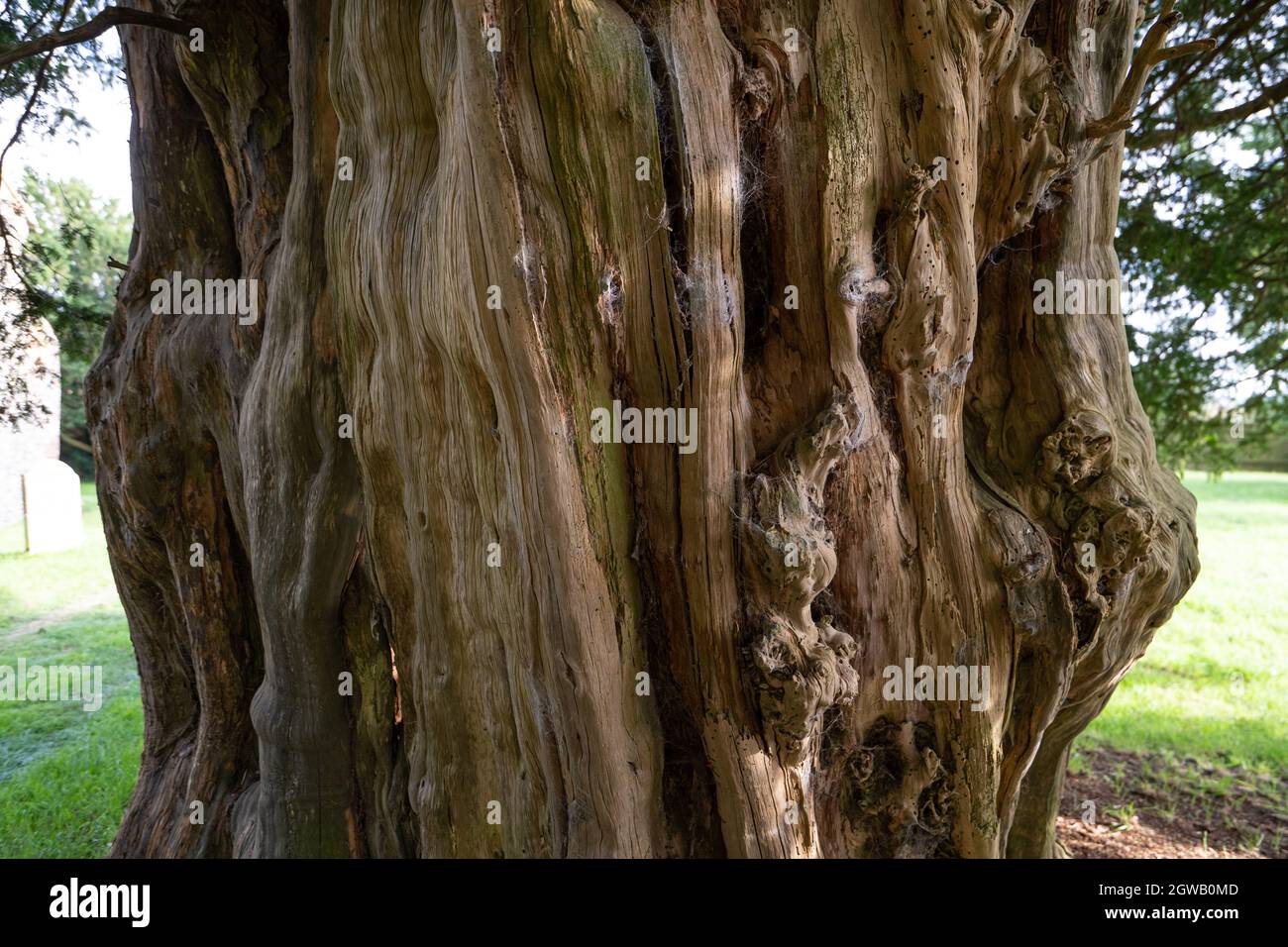 Ancient 1500 year old yew tree, St Mary's parish church, Stelling ...