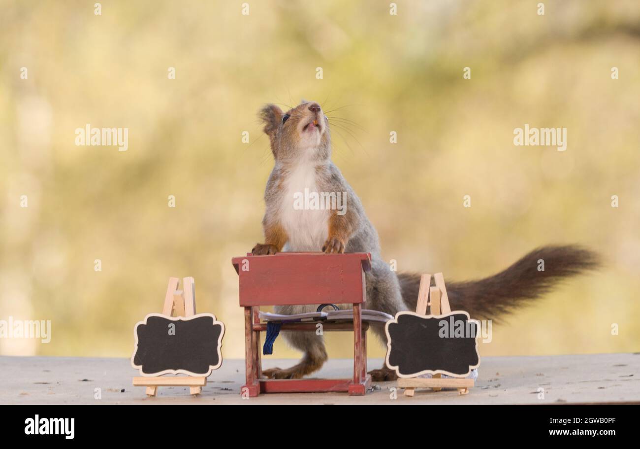 Eye pupil tree hi-res stock photography and images - Alamy