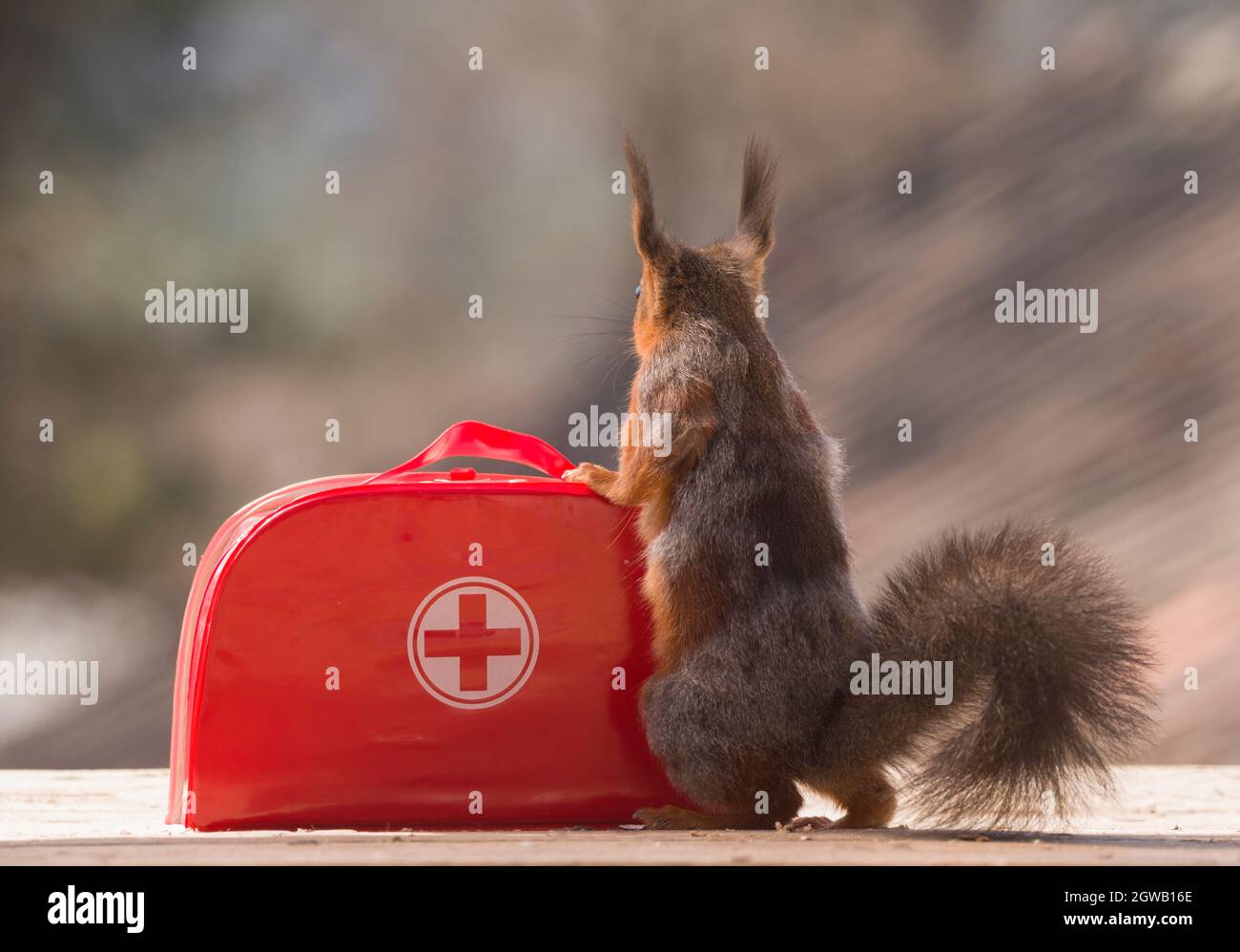 Animal emergency aid hi-res stock photography and images - Alamy