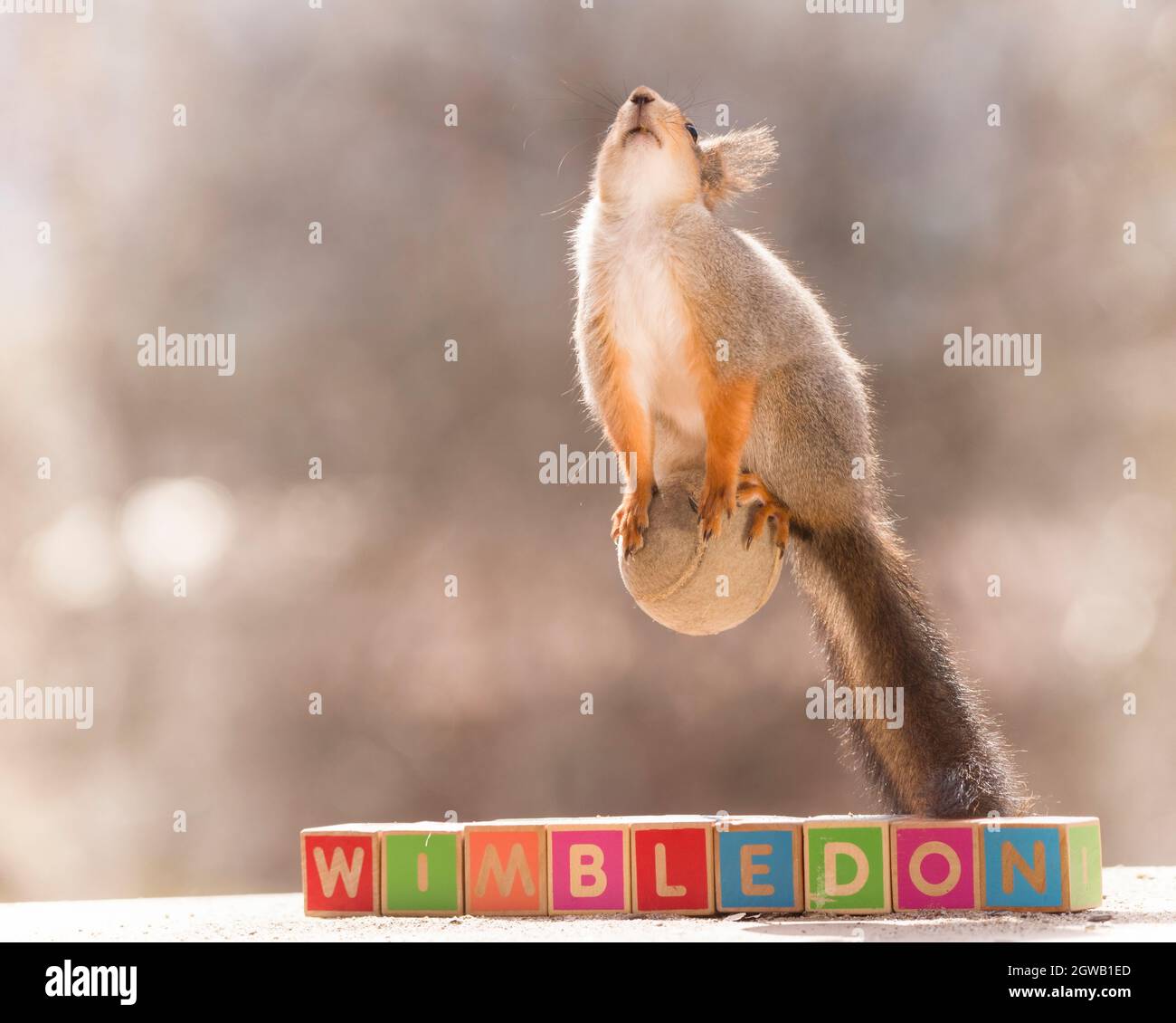 red squirrel sitting on a Tennis ball Stock Photo - Alamy