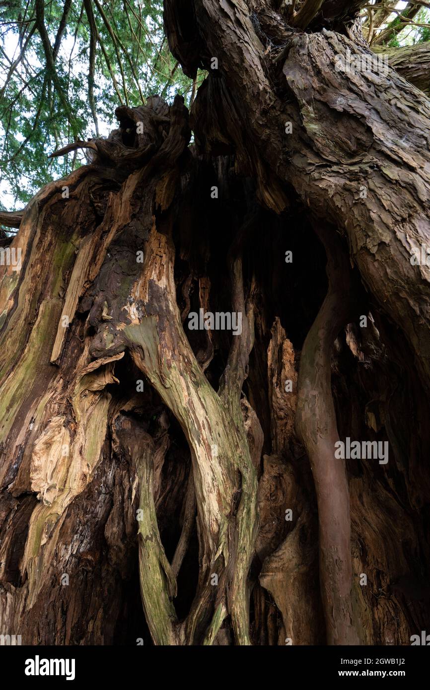 Ancient 1500 year old yew tree, St Mary's parish church, Stelling ...