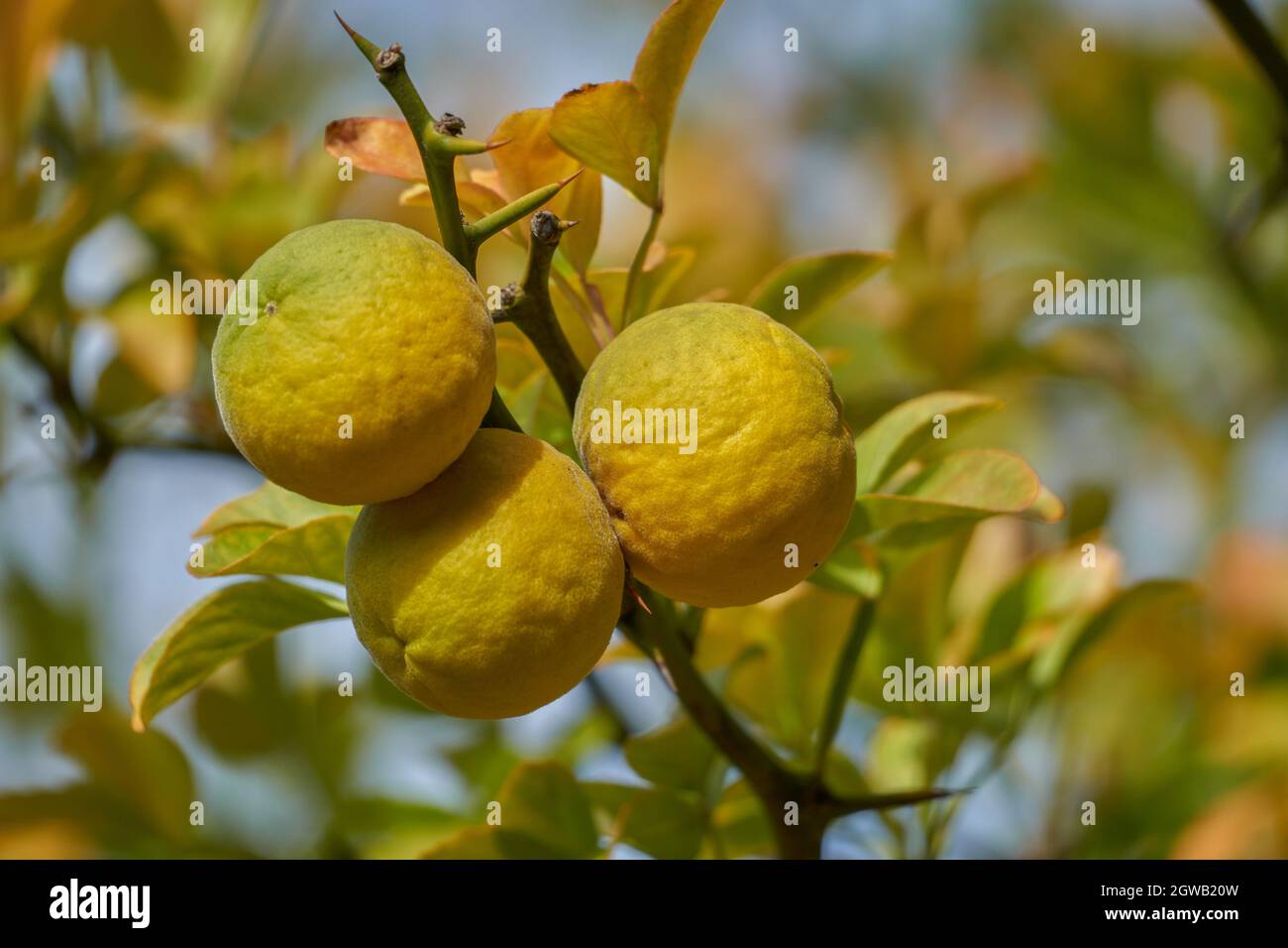 Chinese bitter orange fruits riping in autumn Poncirus trifoliata Stock ...