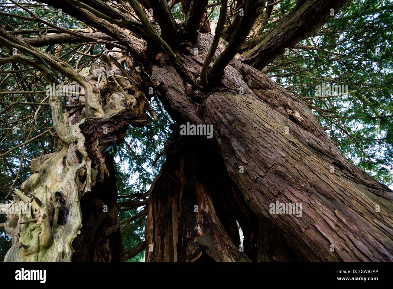 Ancient 1500 year old yew tree, St Mary's parish church, Stelling ...