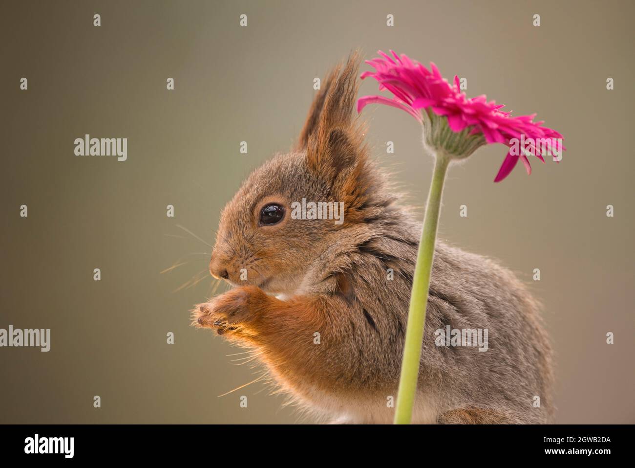 red squirrel standing beneath a flower Stock Photo - Alamy