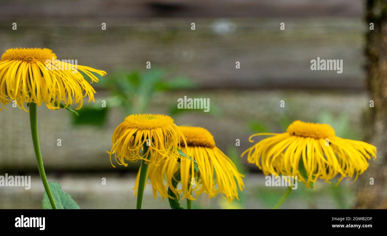 Medical plant inula helenium with a leaf and yellow flowers on a wooden ...