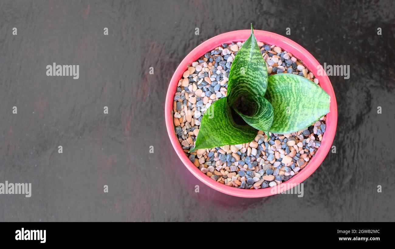 Top view of a Bird's Nest Snake Plant, Sansevieria Hahnii, in a cute ...