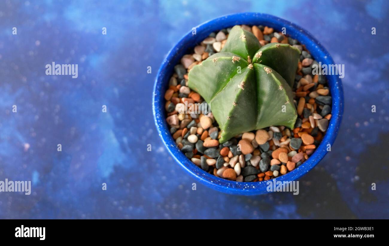 Top view of a star cactus in a blue pot surrounded with colorful ...