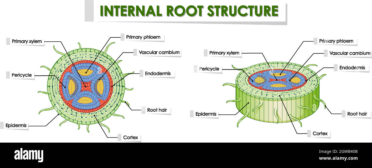 Diagram showing root structure on white background Stock Vector Image ...