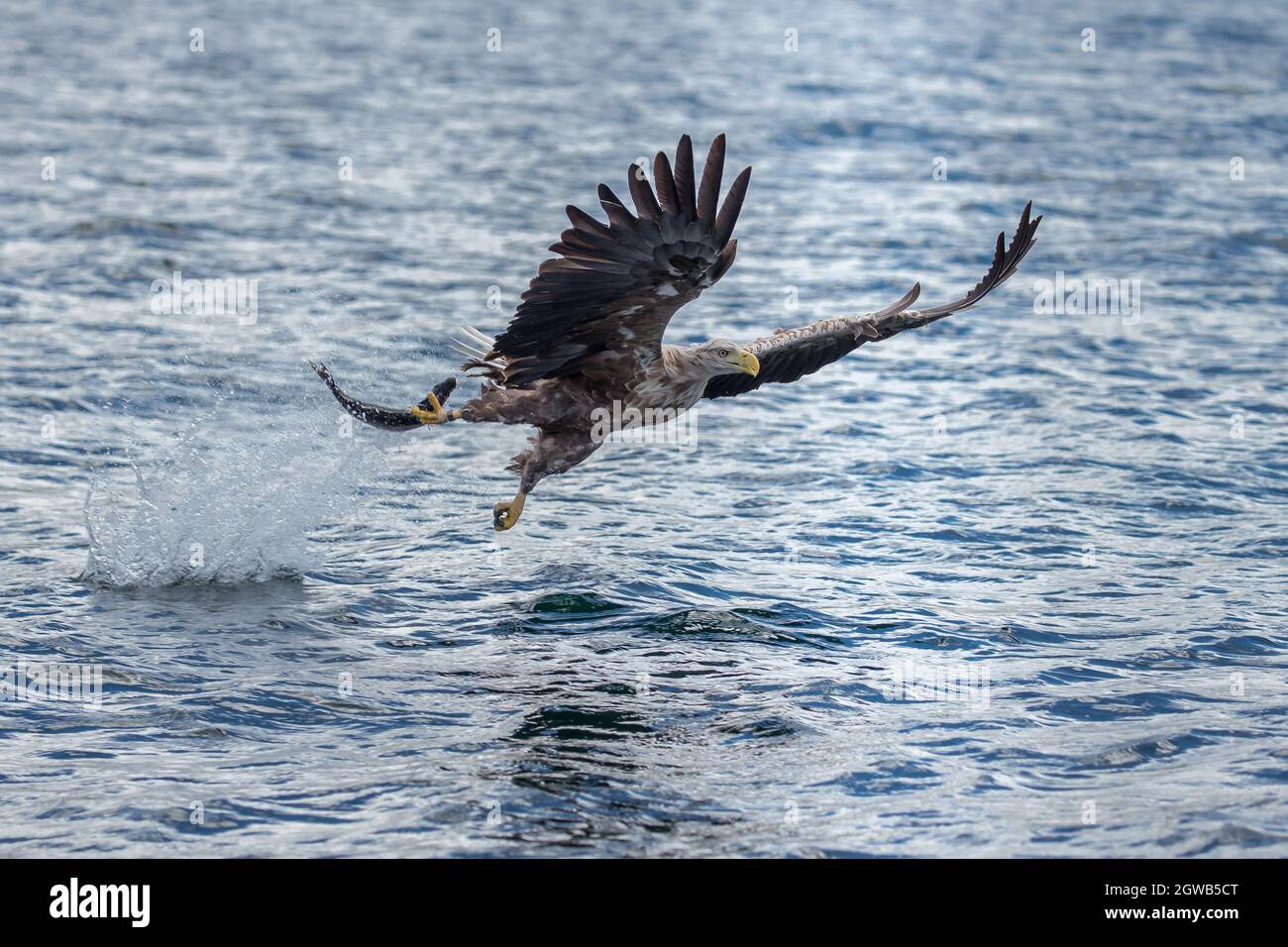 White tailed eagle sea eagle mull scotland bird fish fishing hi-res ...
