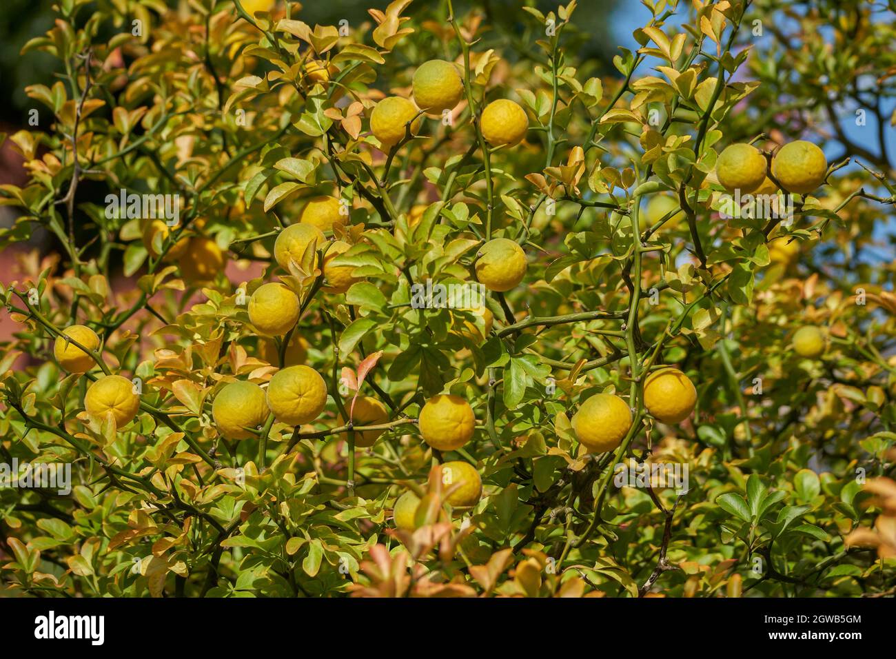 Chinese bitter orange hi-res stock photography and images - Alamy