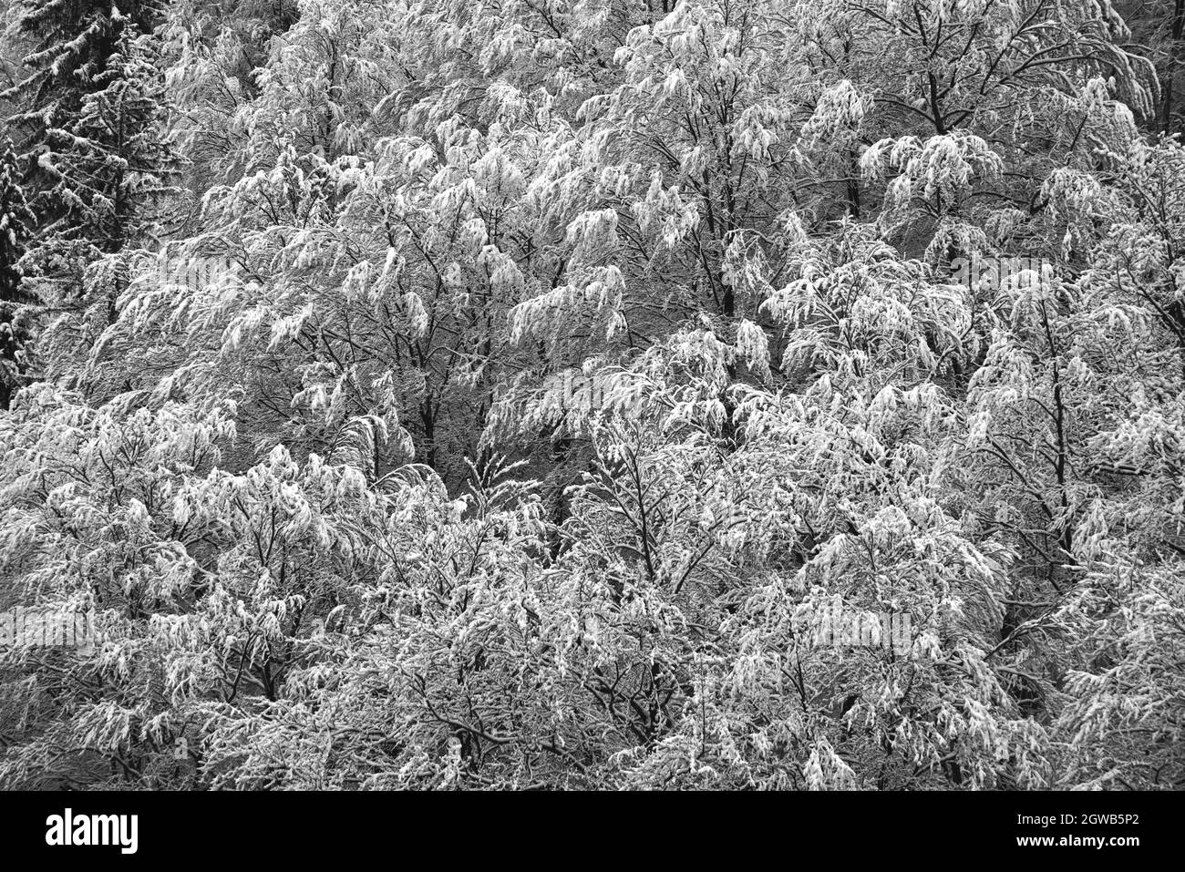 Beautiful snow covered mixed forest background. Nature and weather ...