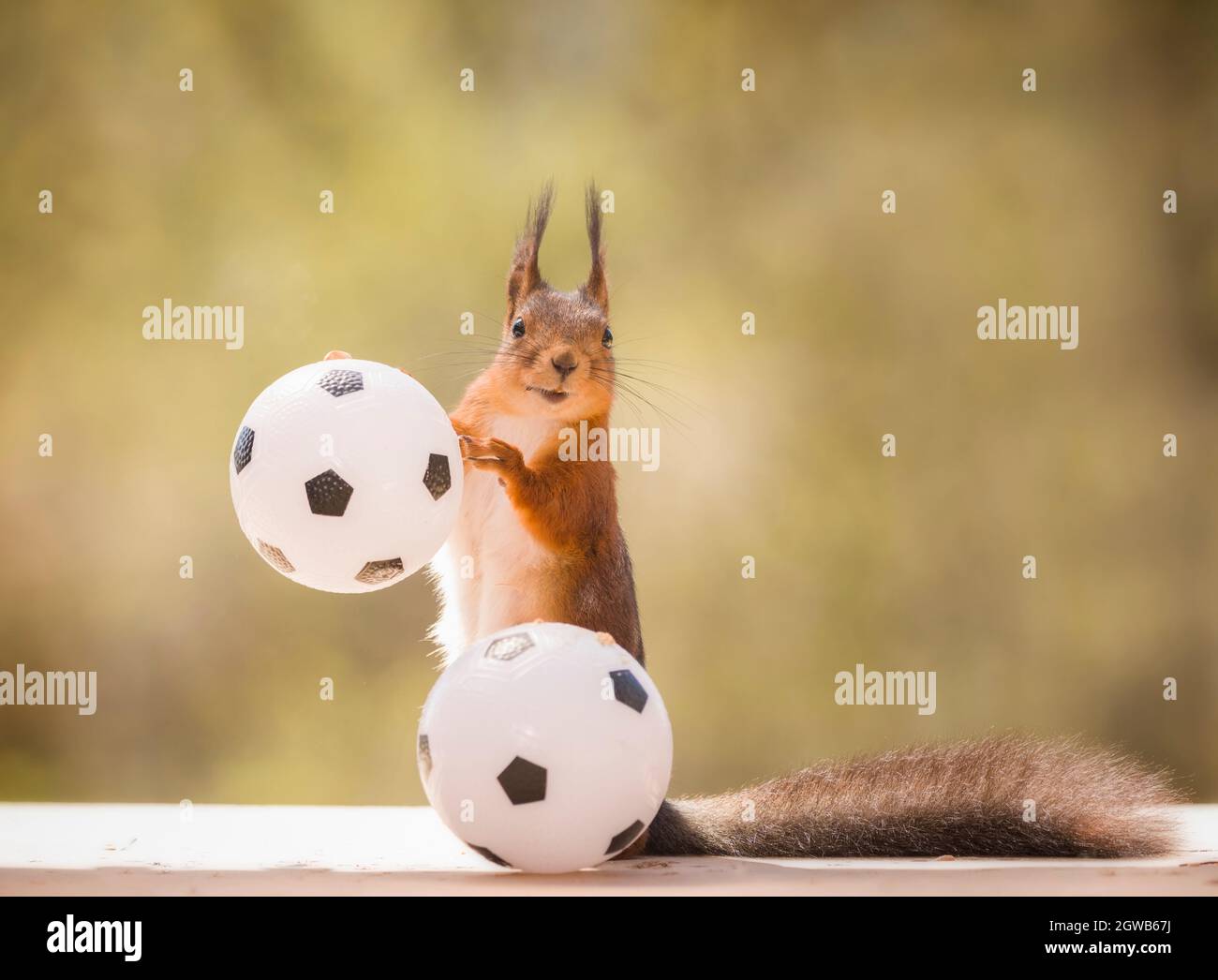 red squirrel is holding on to an football Stock Photo - Alamy