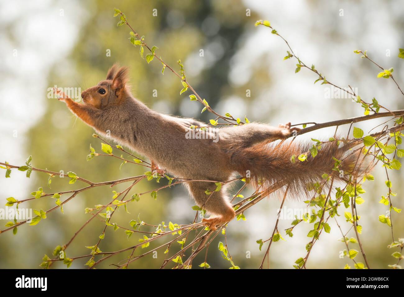 Red Squirrel Is Reaching Up From Flower Branches High Resolution Stock ...
