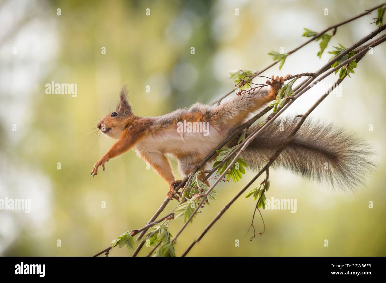 Red squirrel is reaching for a leaf hi-res stock photography and images ...
