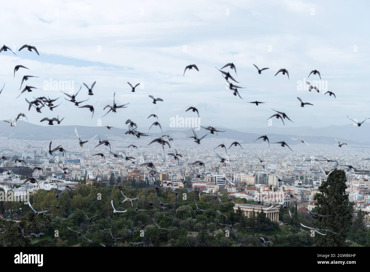 Birds and animals athens hi-res stock photography and images - Alamy