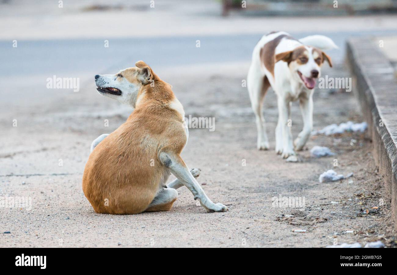 Two Dogs On The Beach Stock Photo - Alamy