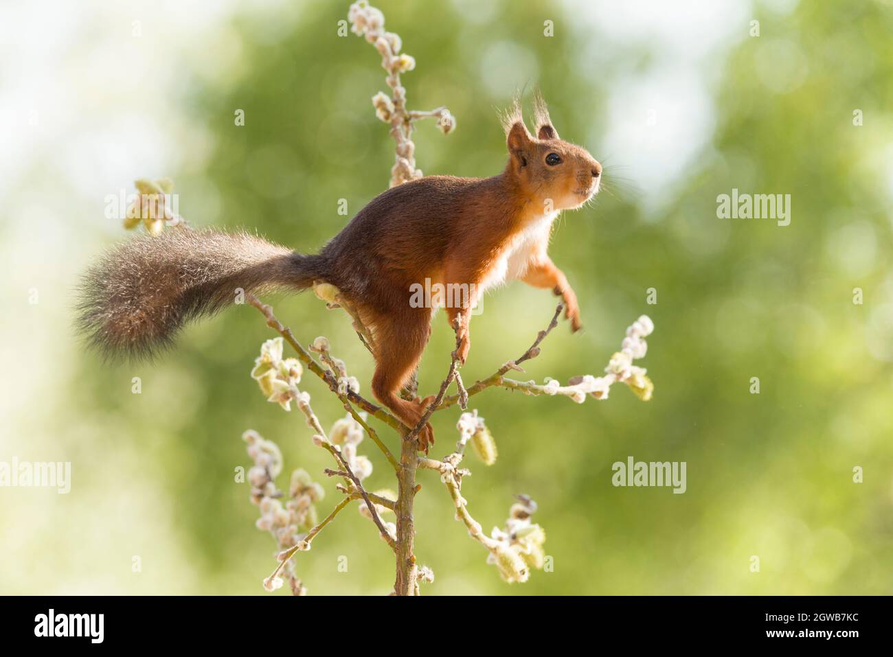 red squirrel reaching on a willow branch Stock Photo - Alamy
